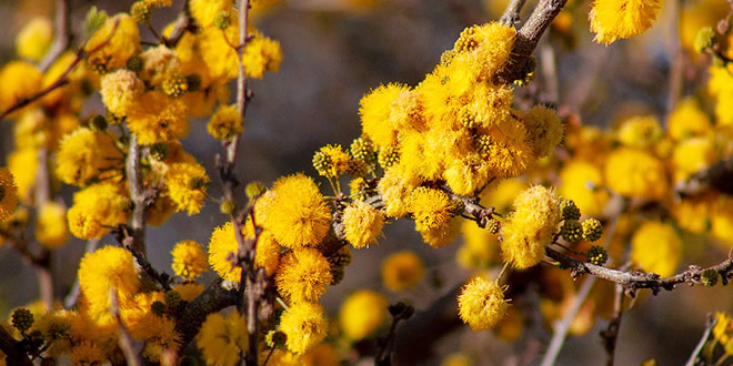El espinillo es el árbol entrerriano - El Miércoles Digital