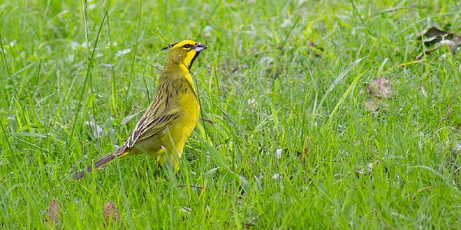El cardenal amarillo, de traje vistoso y canto melodioso - El Miércoles ...