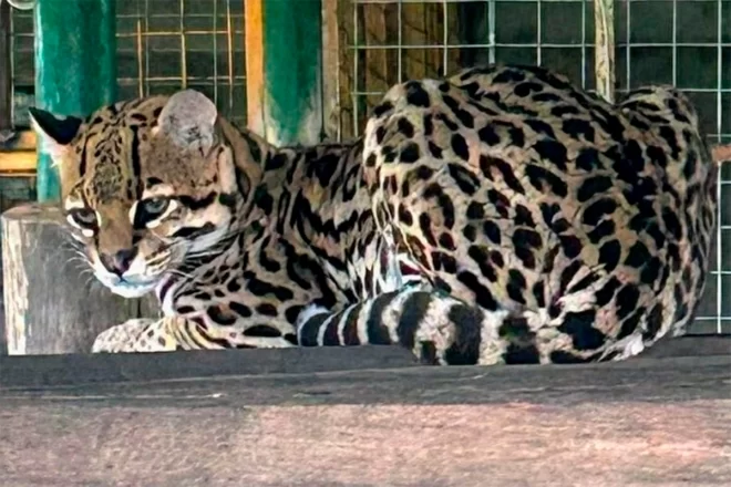 Intentarán la reproducción de ocelotes en un refugio de animales en San ...