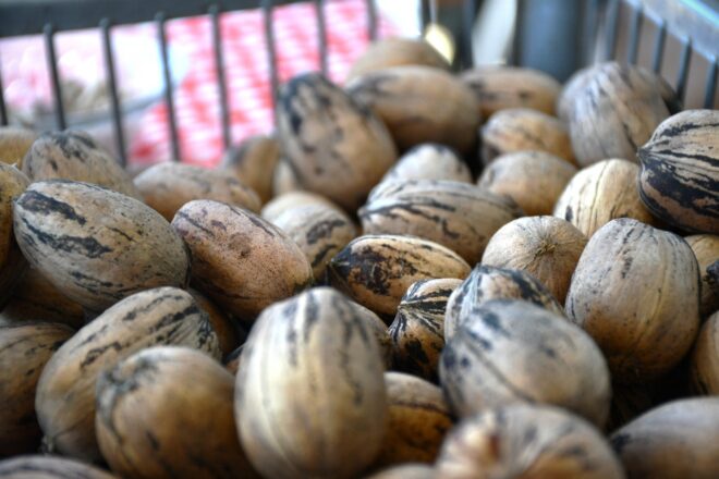 Una cooperativa lidera la producción de nuez pecán y amplía los ...